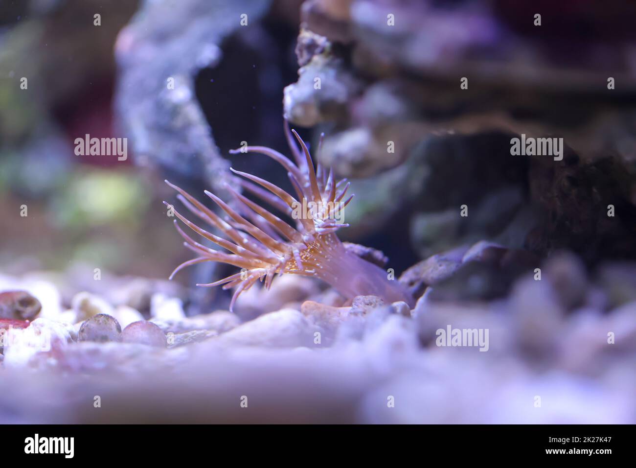 A glass rose in the seawater aquarium. Aiptasia are anemones Stock ...