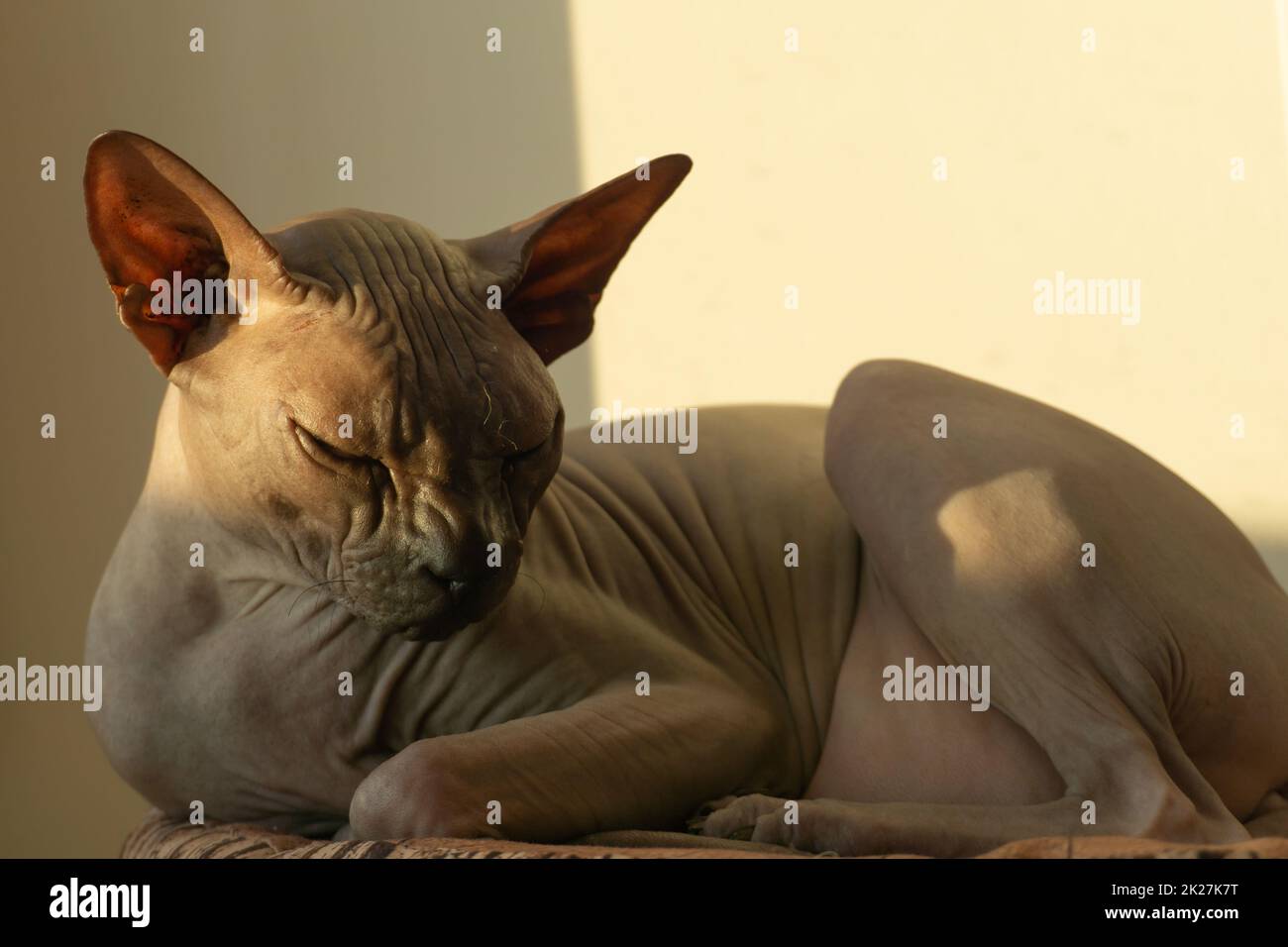 Sphynx hairless cat is resting. purebred pet. domestic animal Stock ...