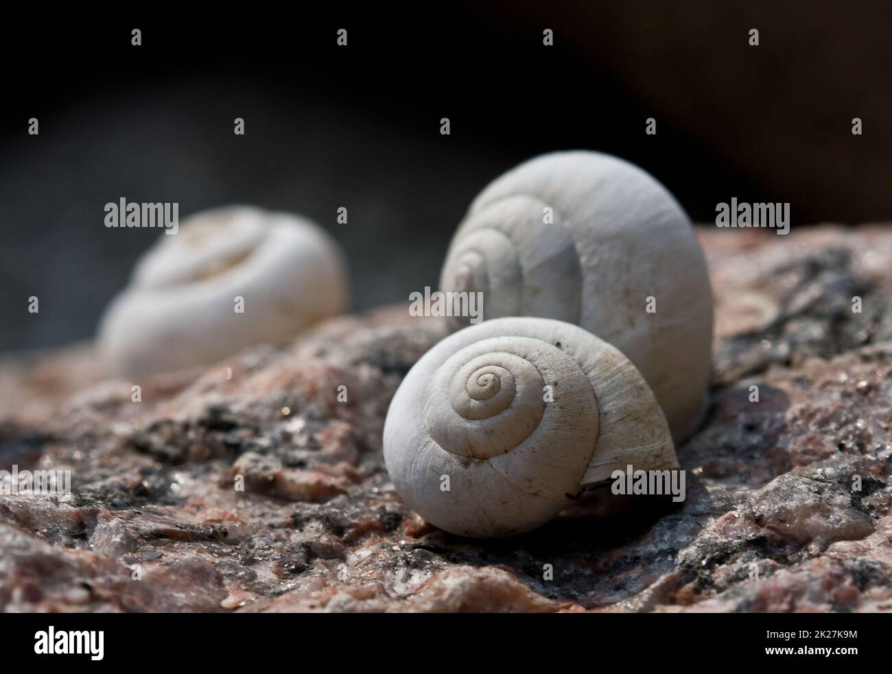 shells of snails Stock Photo - Alamy