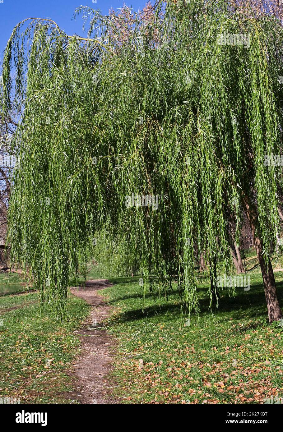 Willows grass path hi-res stock photography and images - Alamy