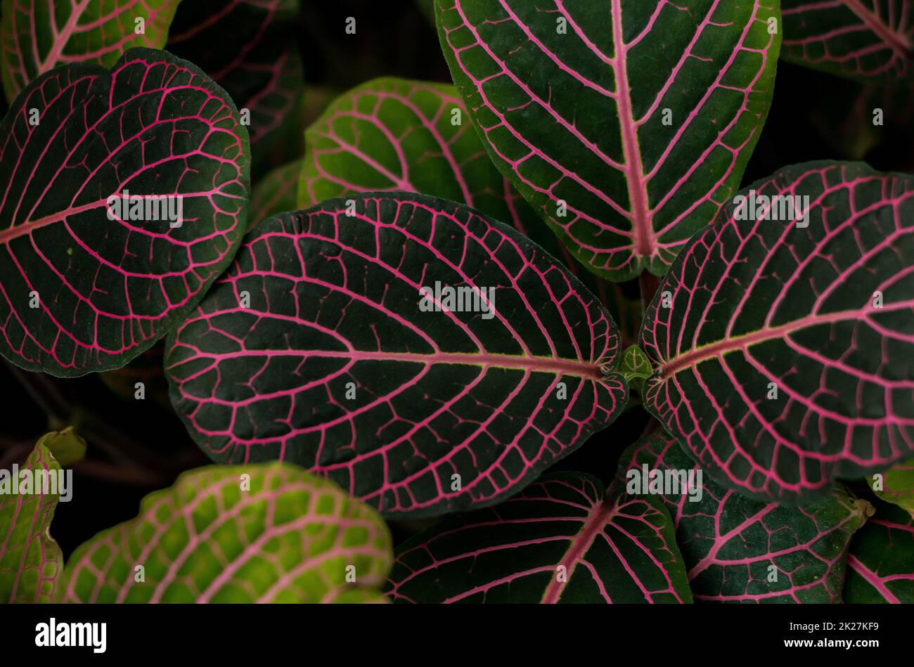 Bloodleaf hi-res stock photography and images - Alamy