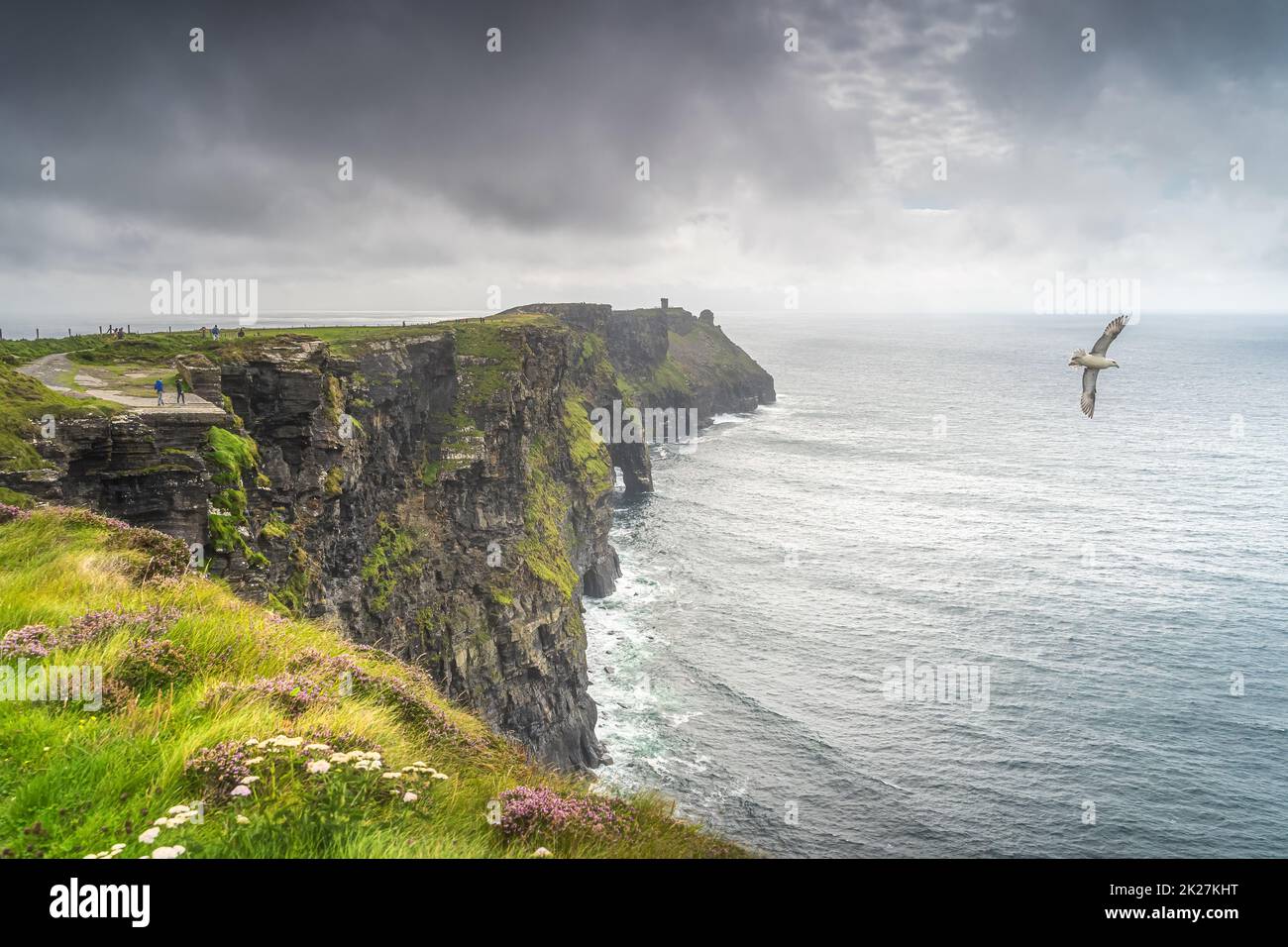 Seabird, Fulmar flying just of the edge of Cliffs of Moher, Ireland ...