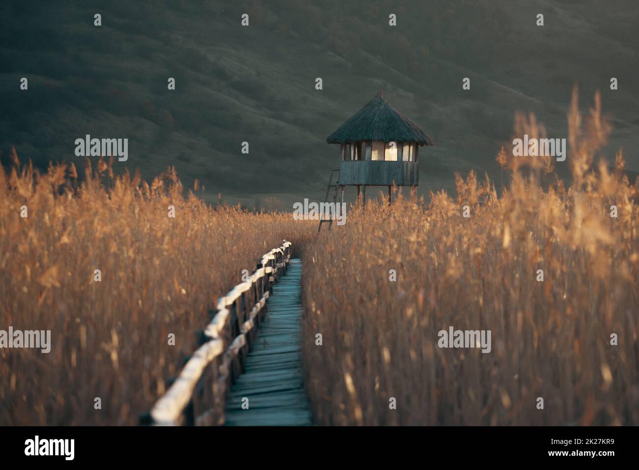 Sunrise over a lake with a wooden bird viewing hut and reeds Stock ...