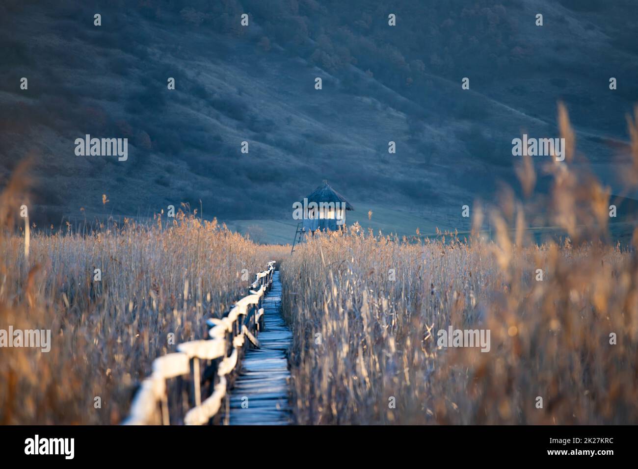 Sunrise over a lake with a wooden bird viewing hut and reeds Stock ...