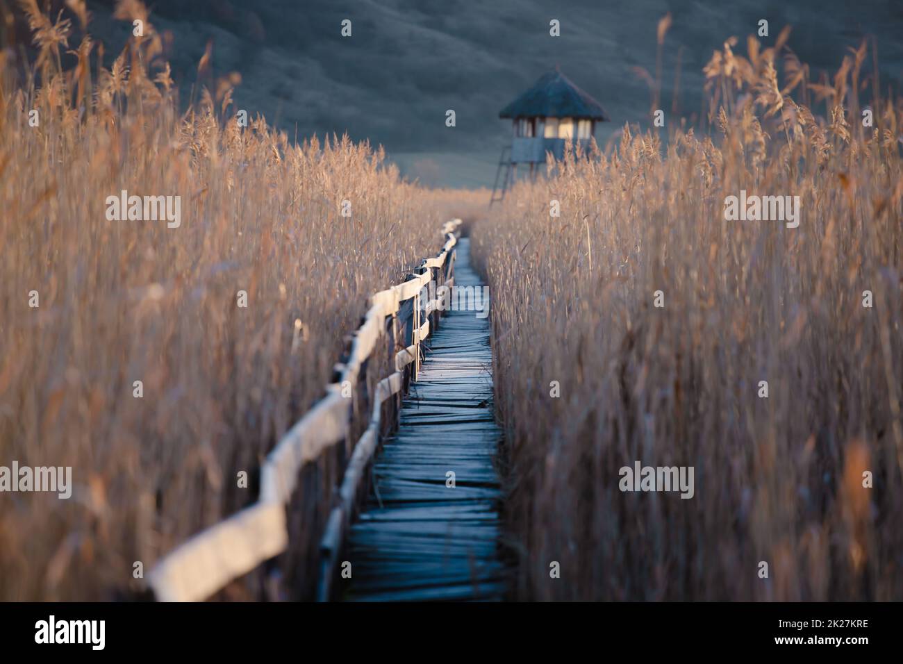 Sunrise over a lake with a wooden bird viewing hut and reeds Stock ...