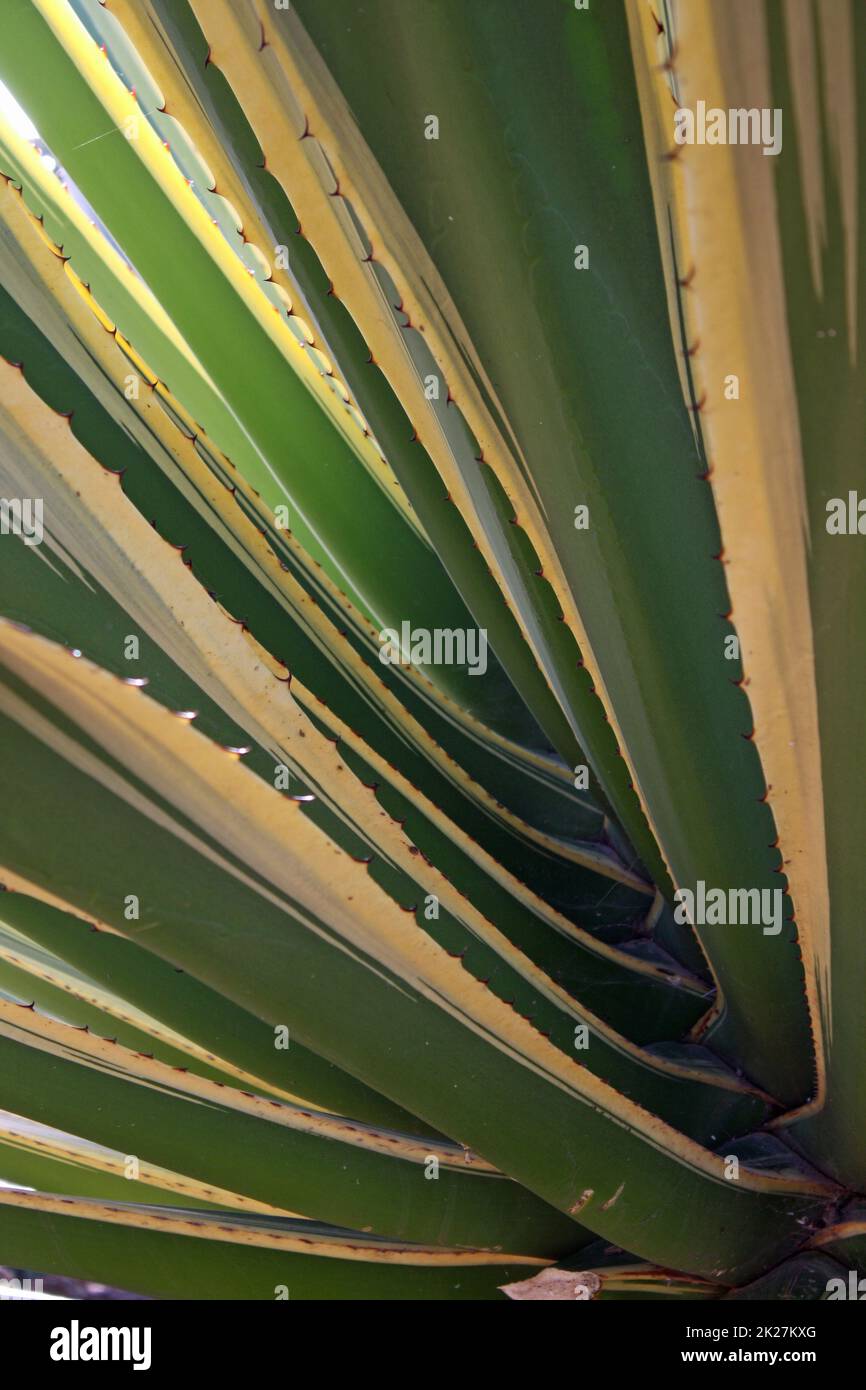 agave furcraea foetida Stock Photo - Alamy
