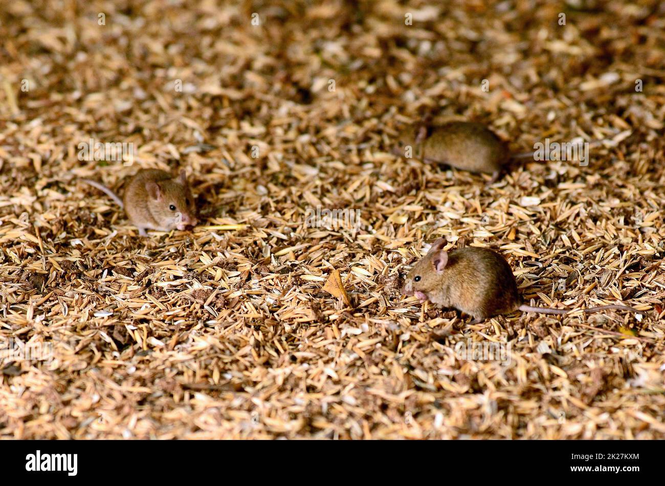 Australian mice hi-res stock photography and images - Alamy