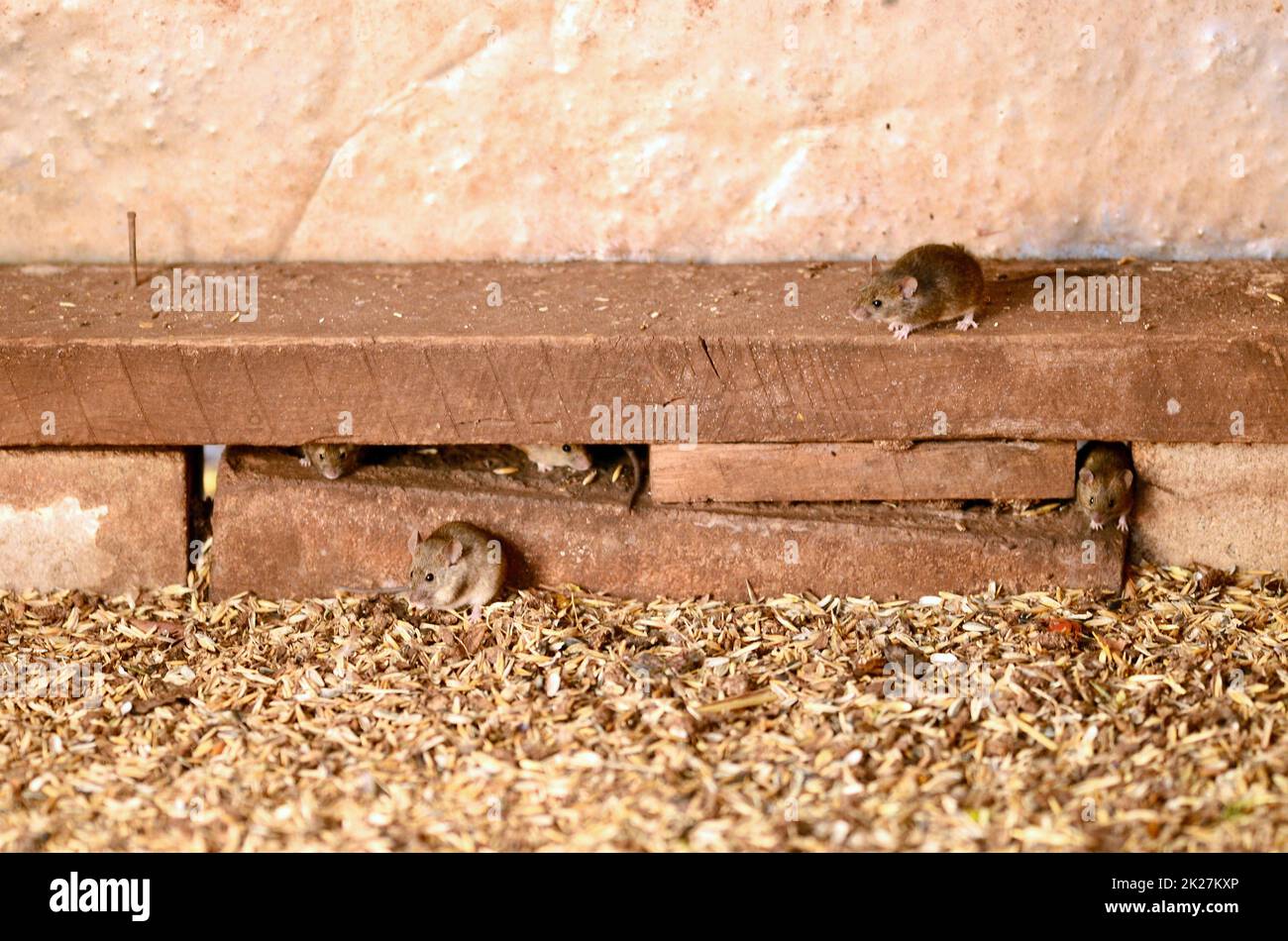 Mice plague australia hi-res stock photography and images - Alamy