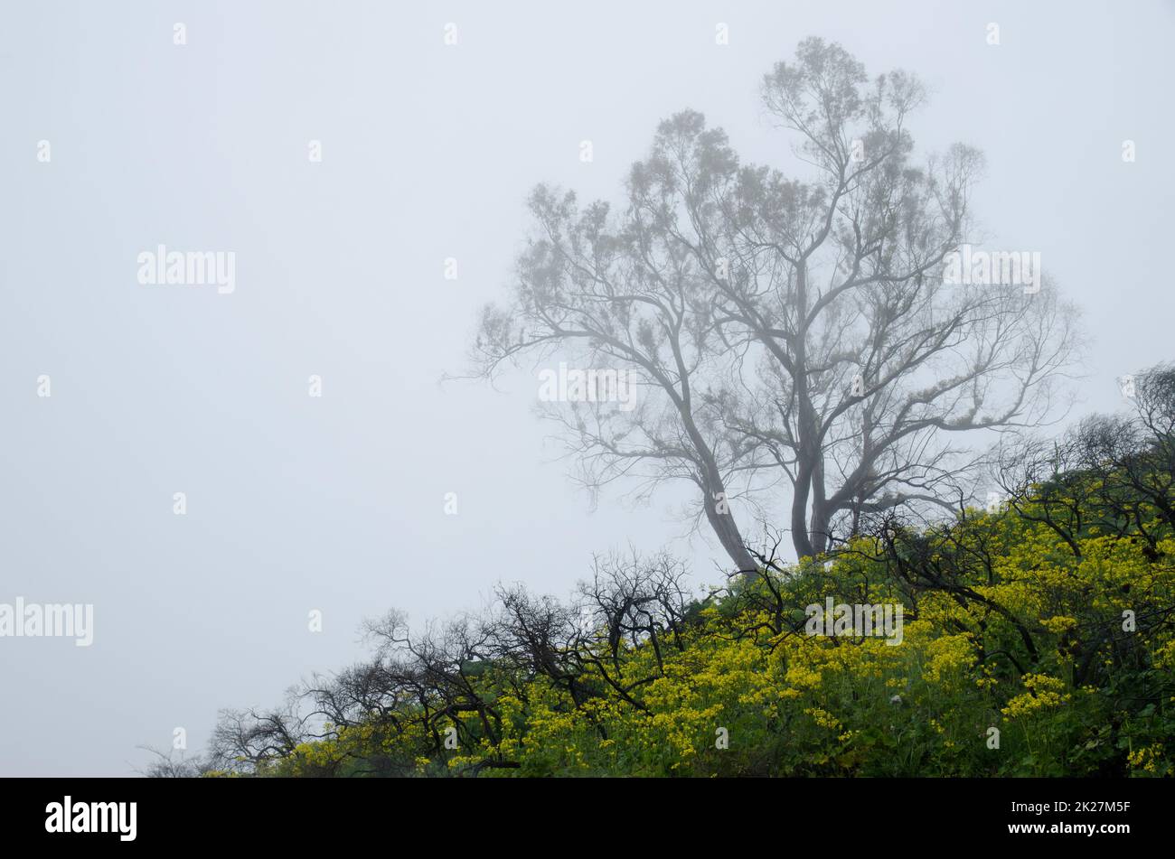 Southern blue gum Eucalyptus globulus and Azores buttercup Ranunculus ...