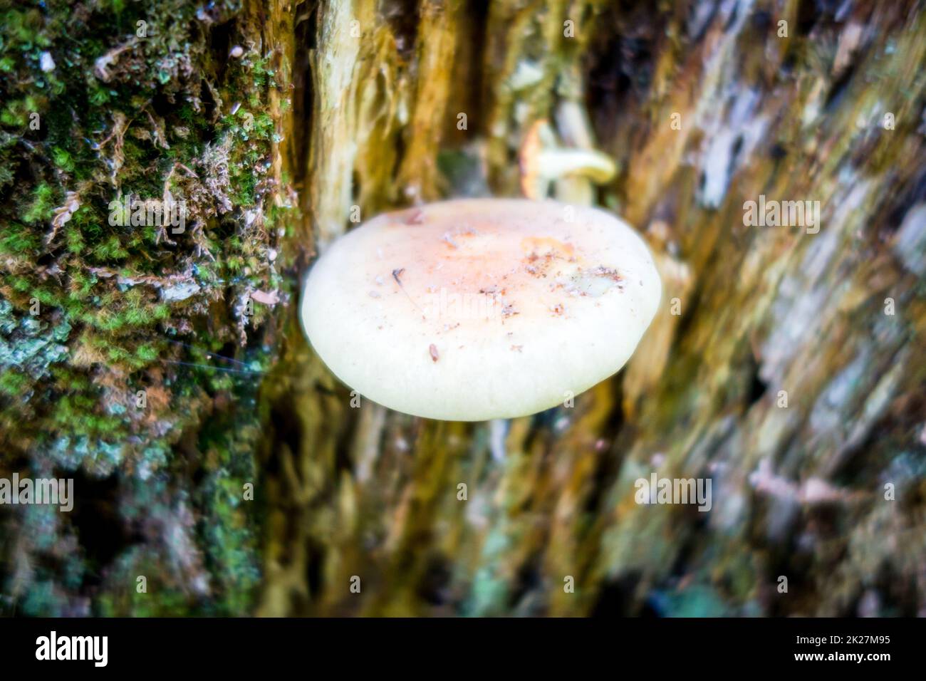 Mushroom closeup view in a forest Stock Photo - Alamy