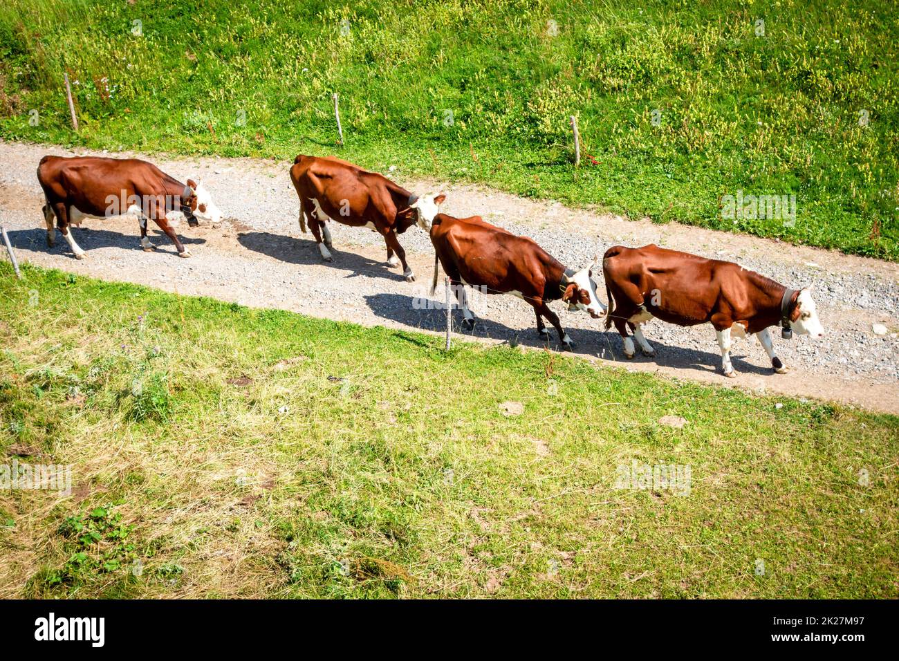Dairy cows france hi-res stock photography and images - Alamy