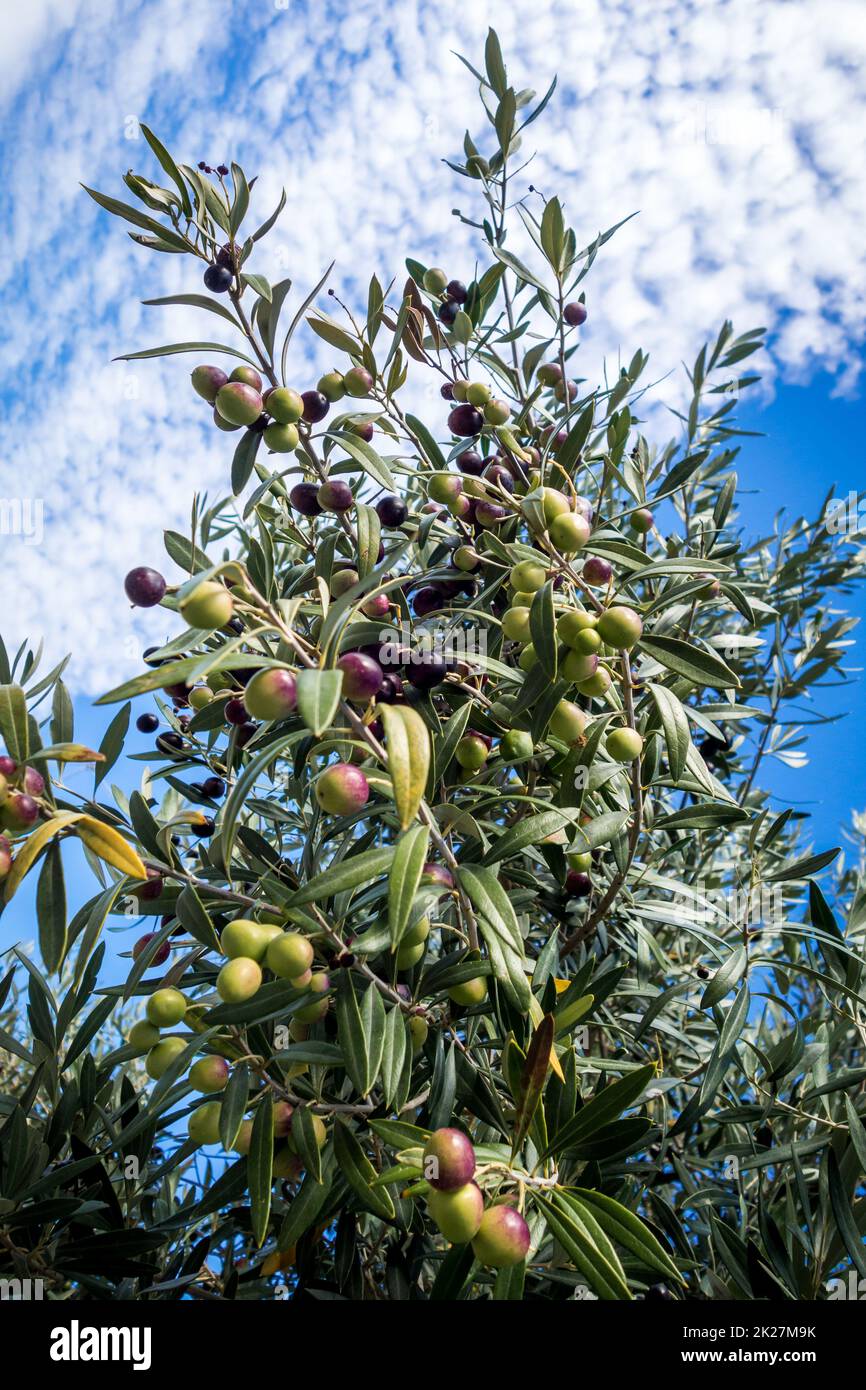 Olive three close-up view Stock Photo - Alamy
