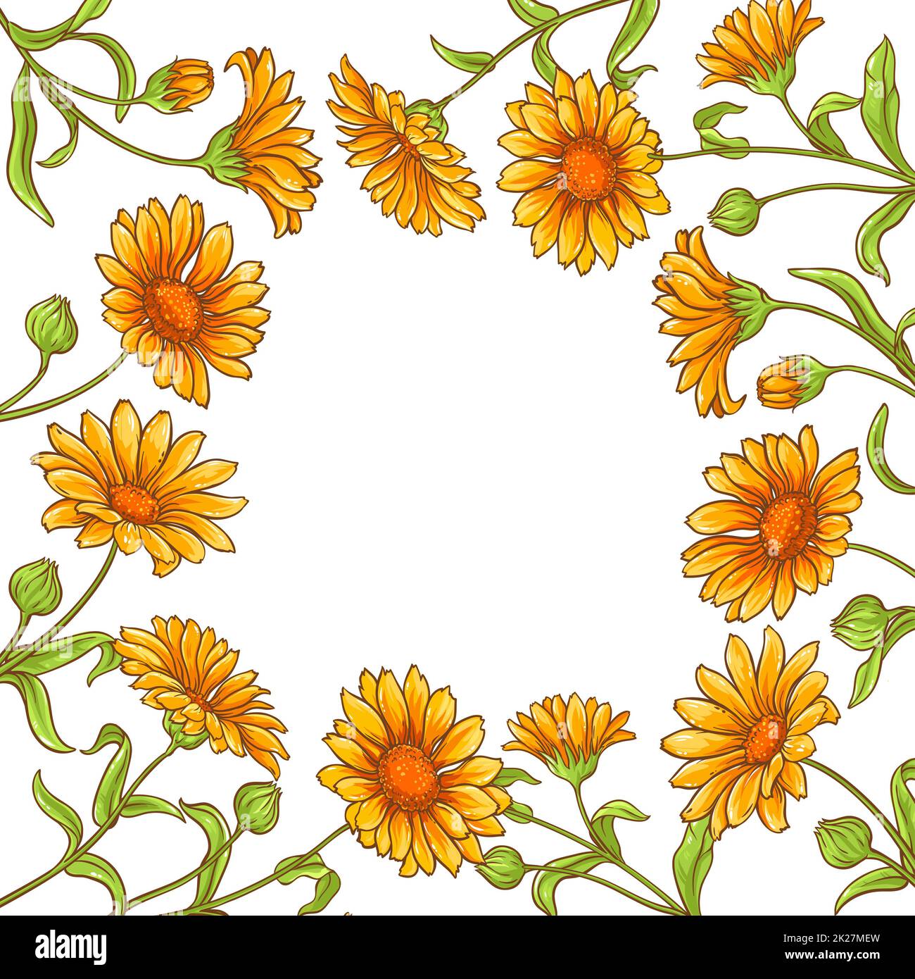 calendula flower vector frame Stock Photo - Alamy