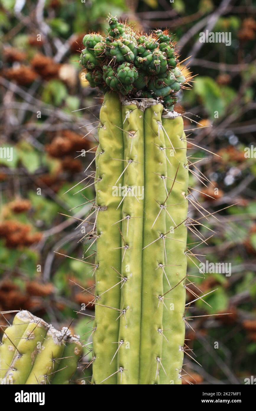cactus echinopsis pachanoi Stock Photo - Alamy
