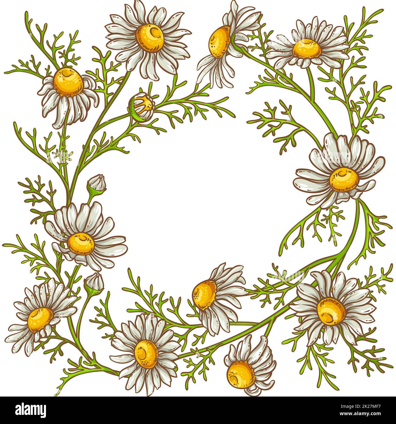 chamomile flower vector frame Stock Photo - Alamy