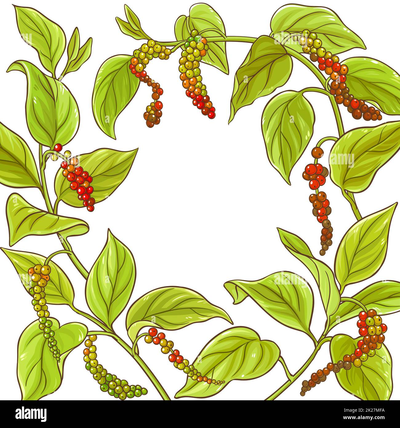 Black pepper piper nigrum leaf hi-res stock photography and images - Alamy