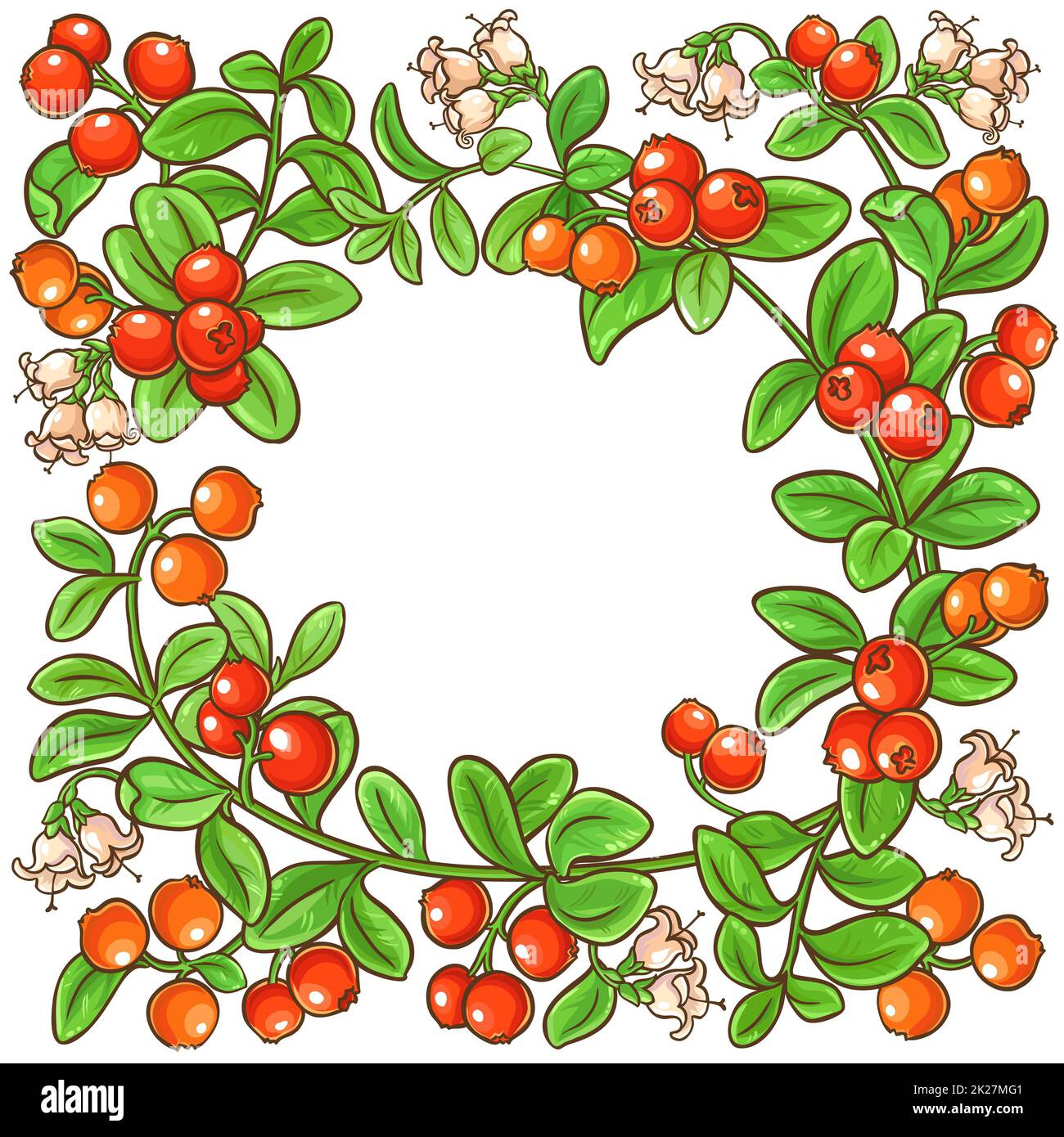 cranberry branch vector frame Stock Photo - Alamy