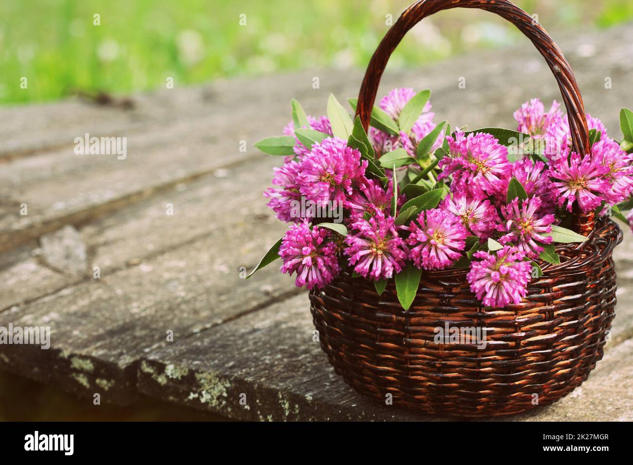 Clover flowers in a basket. Herbs harvesting of medicinal raw materials ...