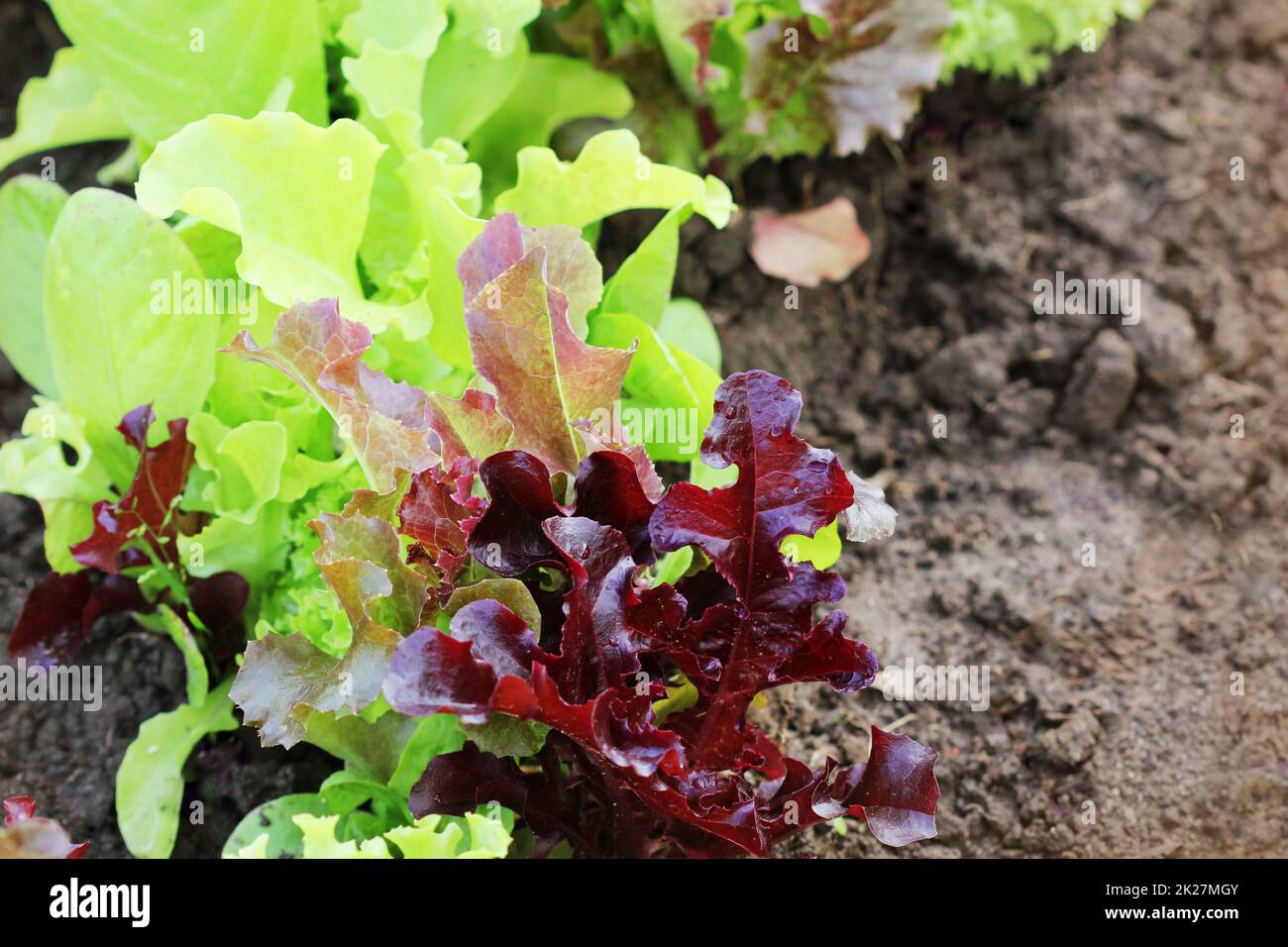 Fresh green aand red curly lettuce growing in bed. Ssalad background ...