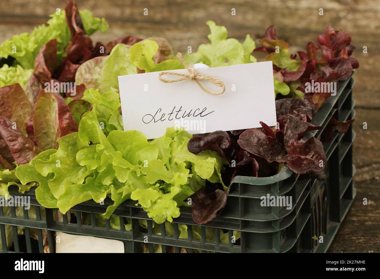 Fresh raw lettuce packed in plastic box ready to sell Stock Photo - Alamy