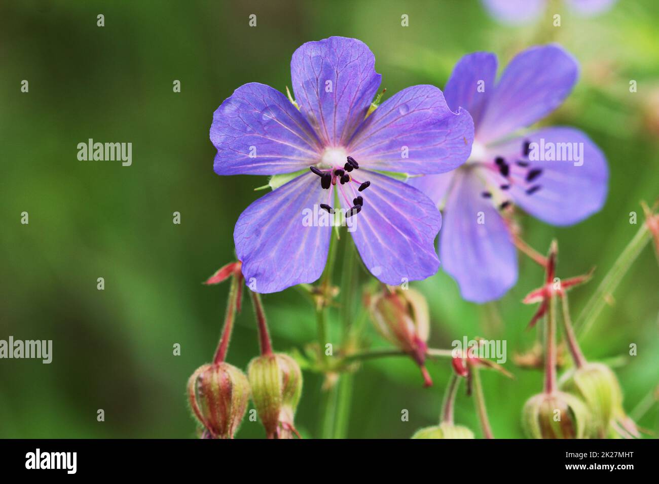 Blue Geranium pratense flower. Geranium pratense known as the meadow ...