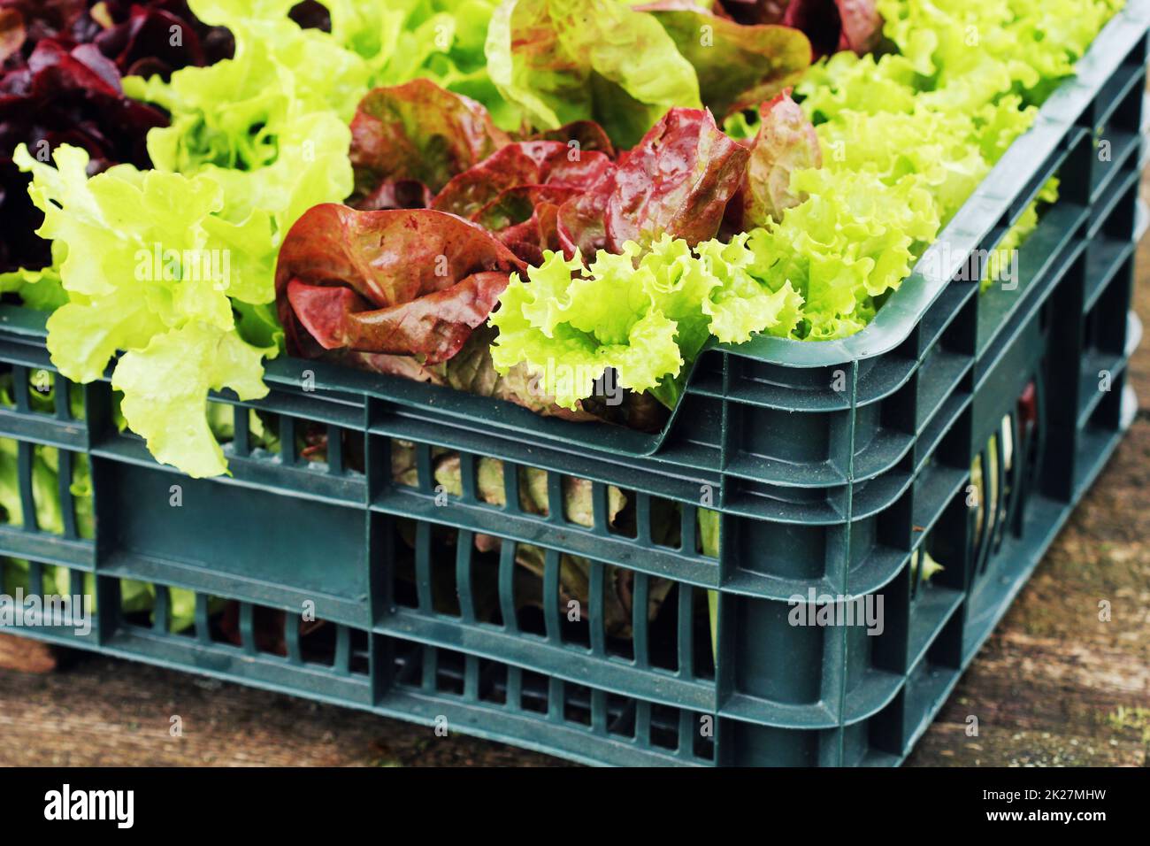 Fresh raw lettuce packed in plastic box ready to sell Stock Photo - Alamy