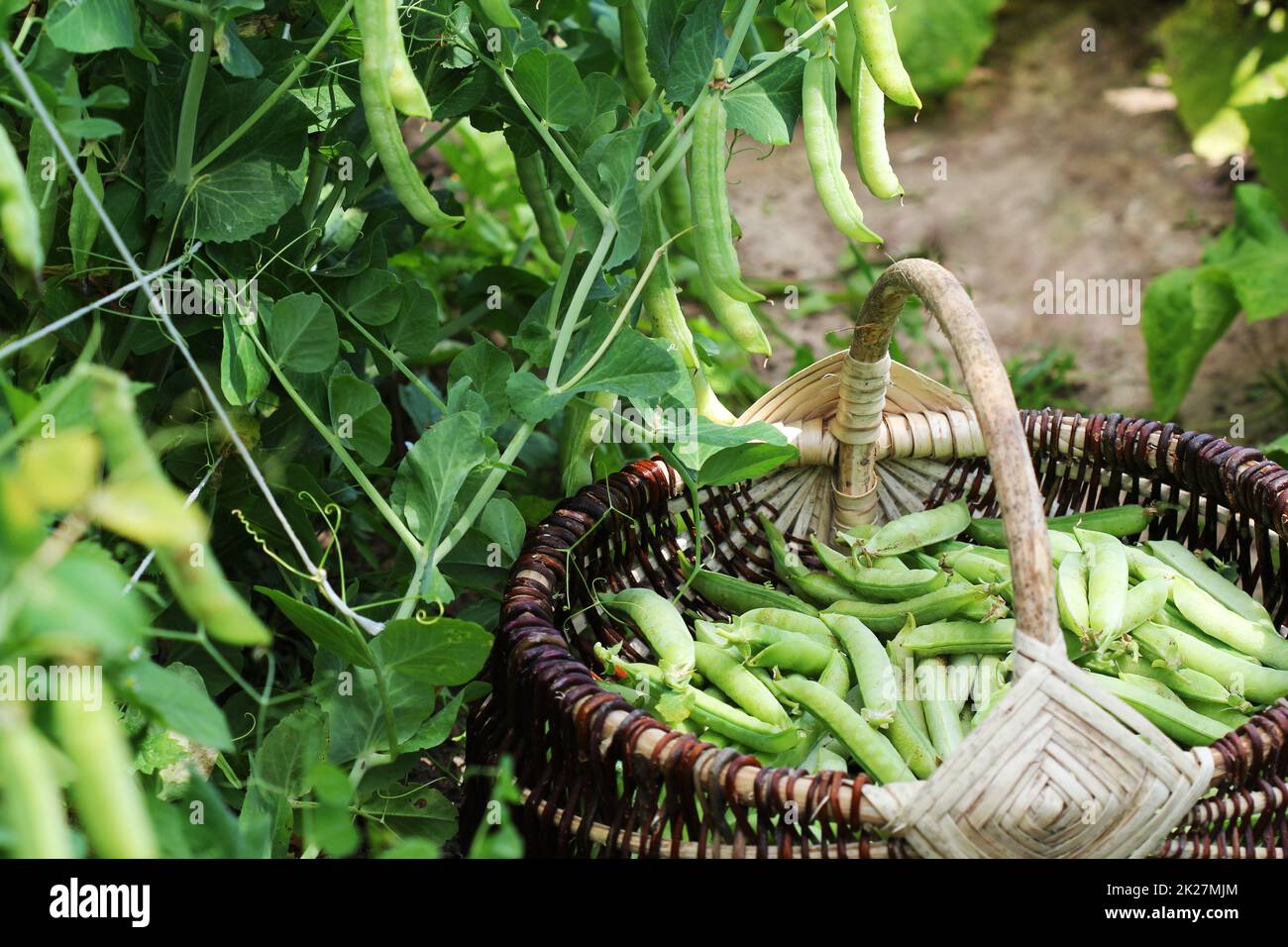 Harvest of green fresh peas picking in basket . Green pea pods on ...
