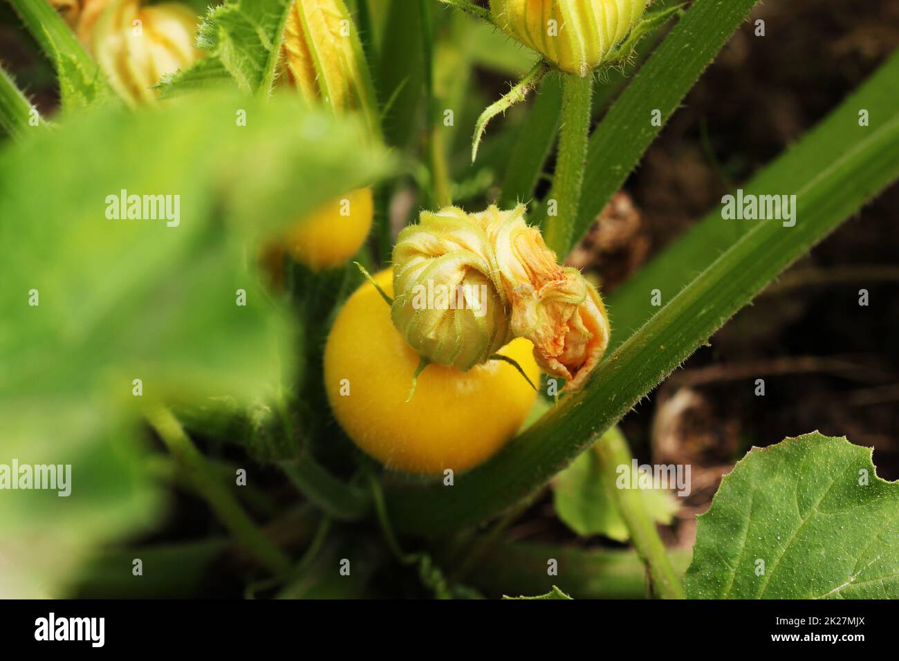 Round yellow zucchini with green leaves and yellow flowers growing in ...