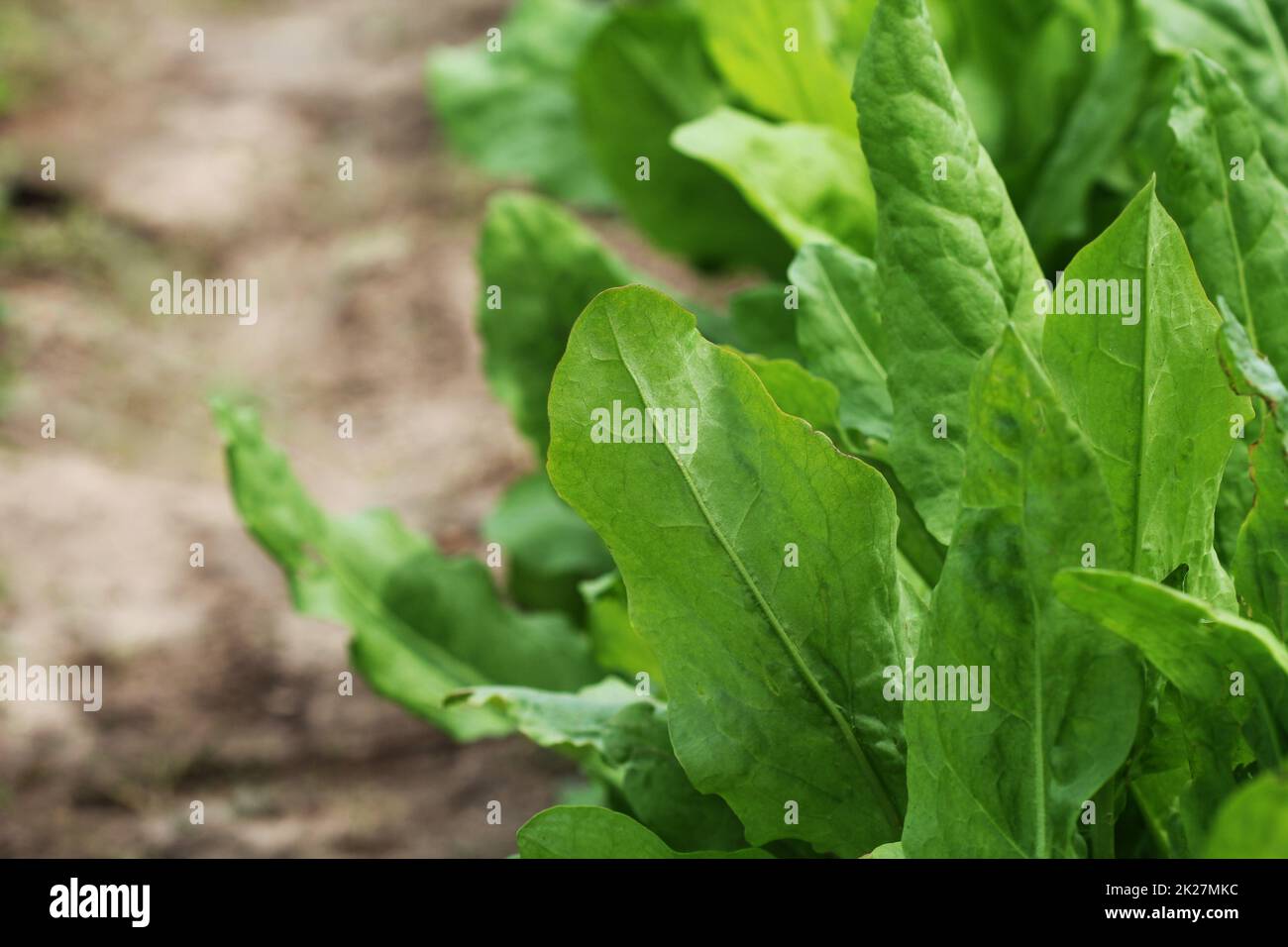 Sorrel plants in the garden growing in bed Stock Photo - Alamy