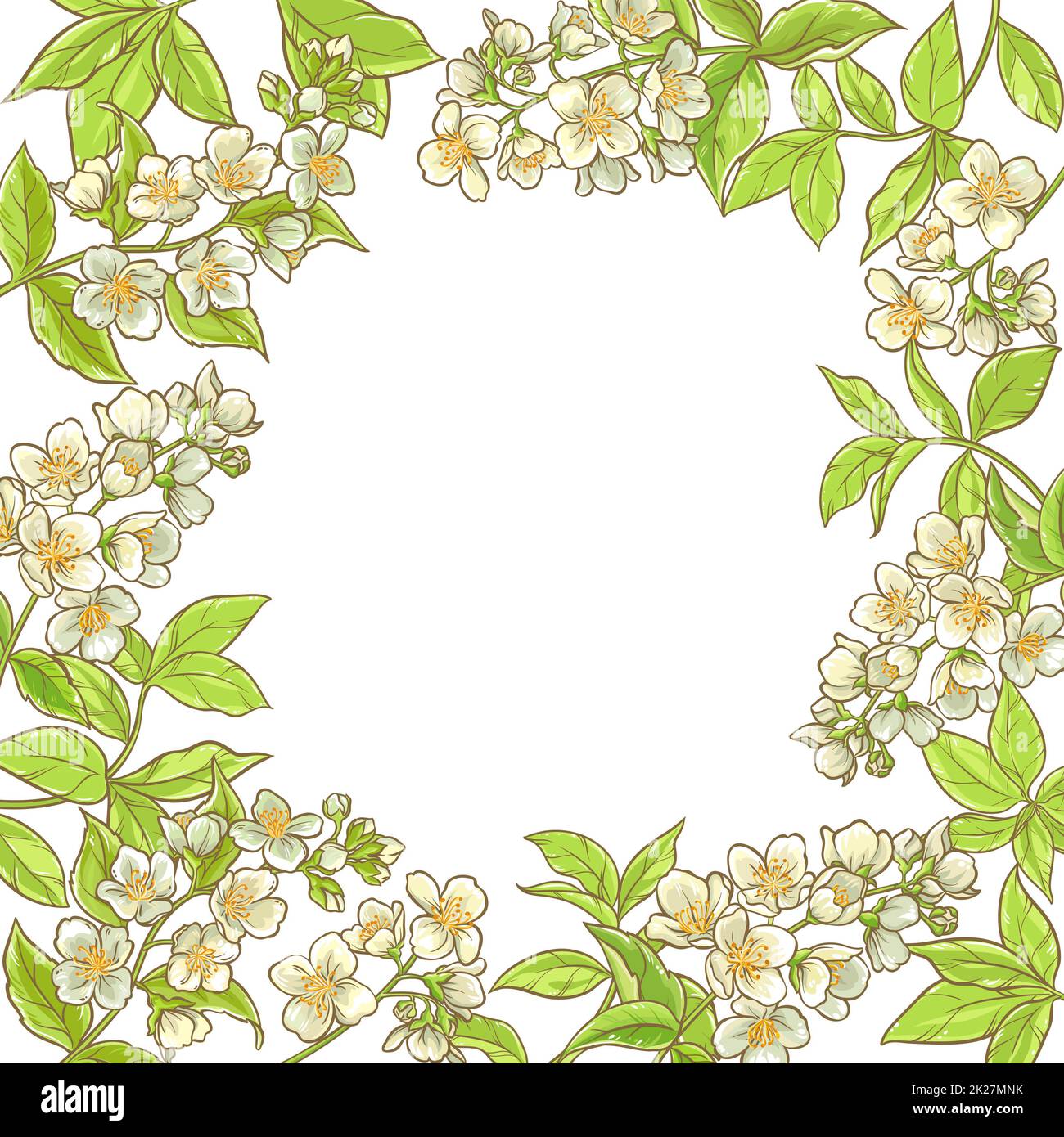 jasmine branch vector frame Stock Photo - Alamy