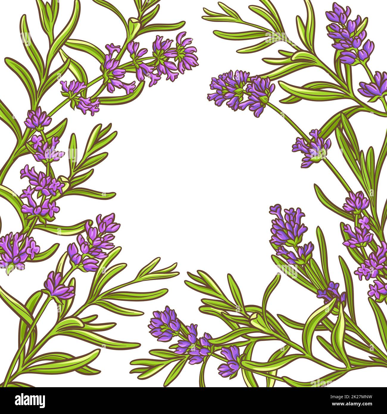 lavender plant vector frame Stock Photo - Alamy