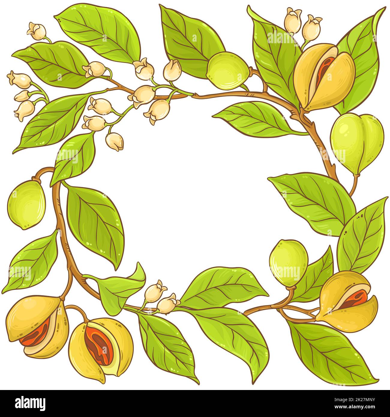 nutmeg branch vector frame Stock Photo - Alamy