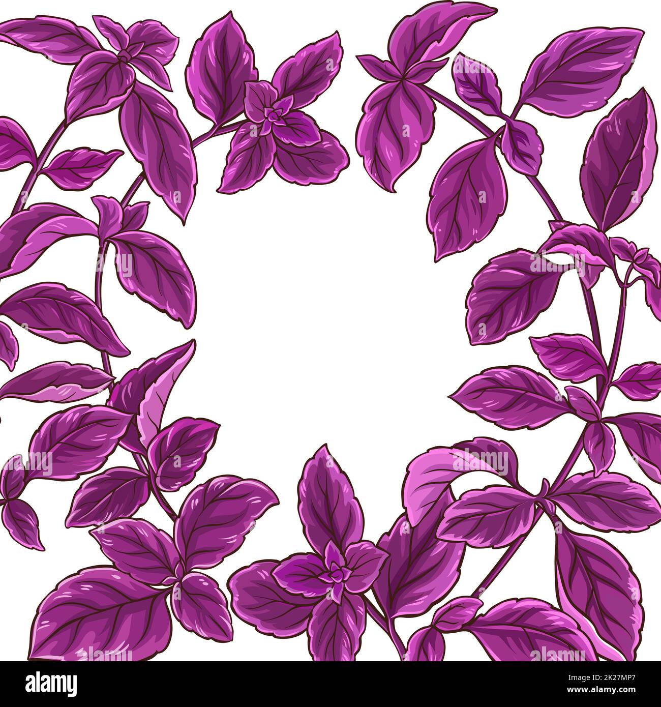 basil plant vector frame Stock Photo - Alamy