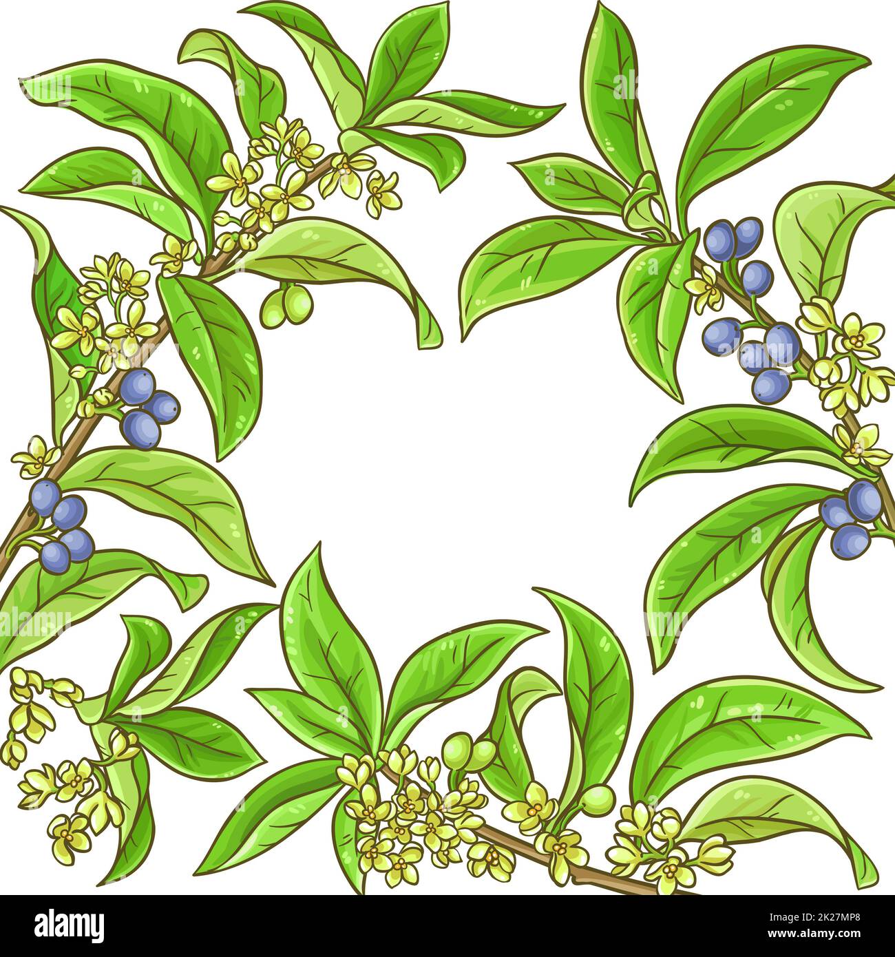 osmanthus vector frame Stock Photo - Alamy