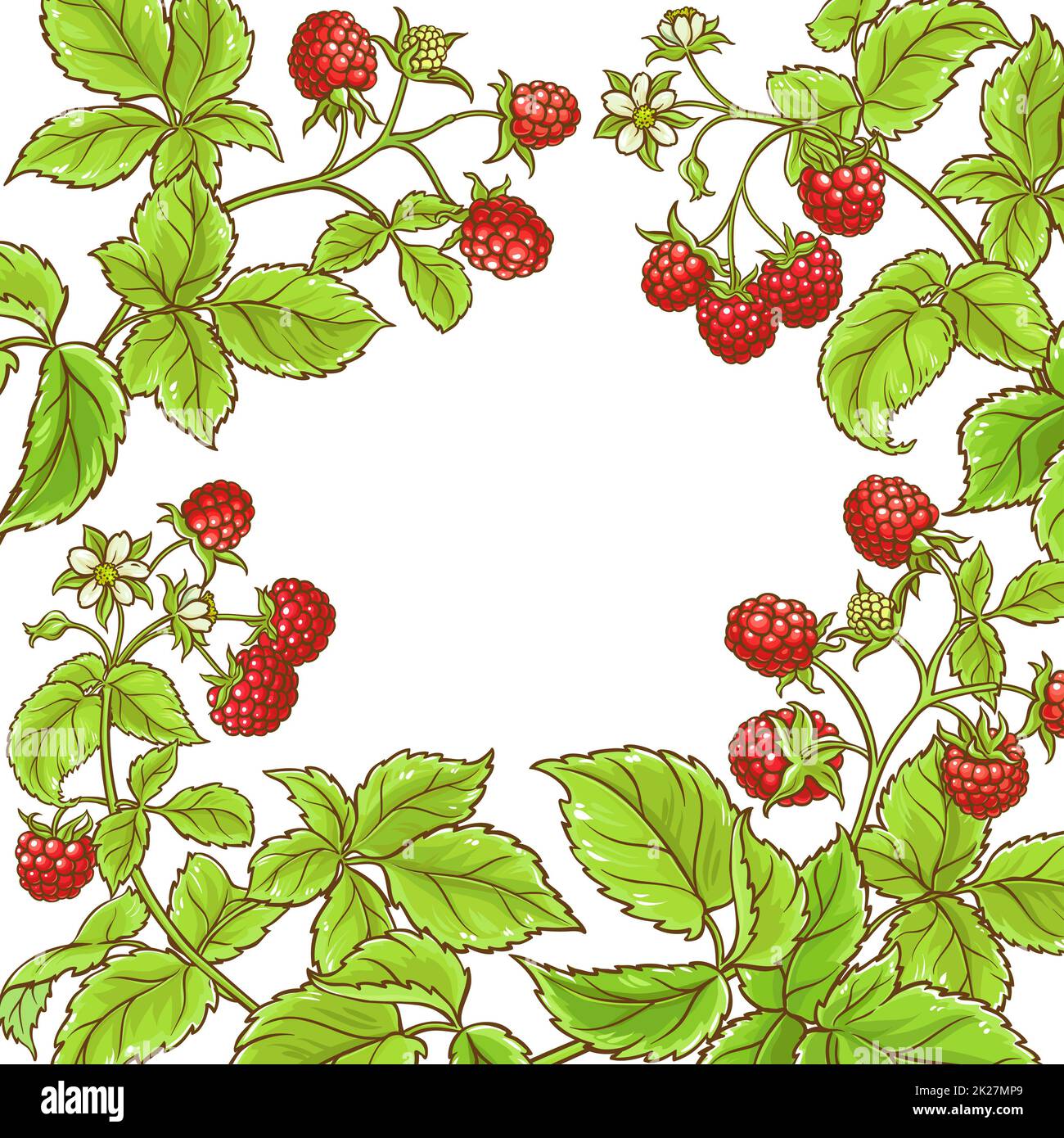 raspberry branch vector frame Stock Photo - Alamy