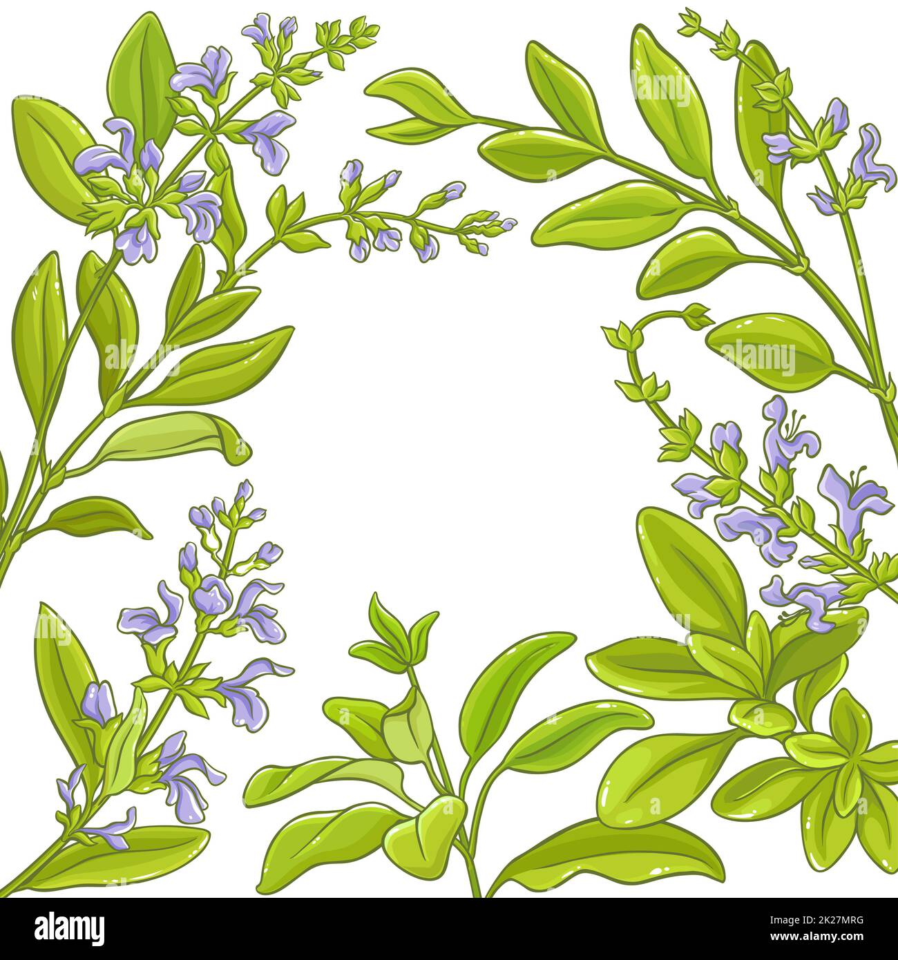 sage branch vector frame Stock Photo - Alamy