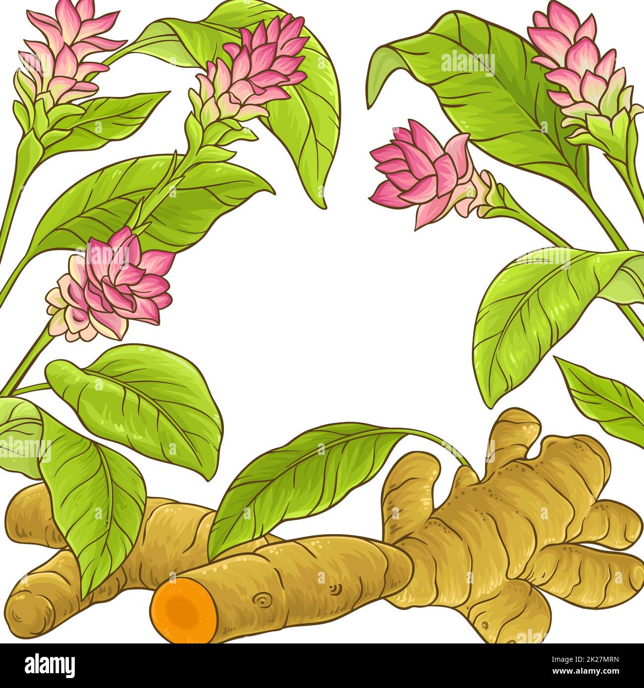 Turmeric plant illustration hi-res stock photography and images - Alamy