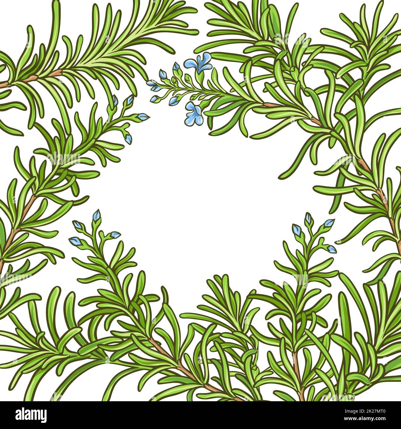 rosemary branch vector pattern Stock Photo - Alamy