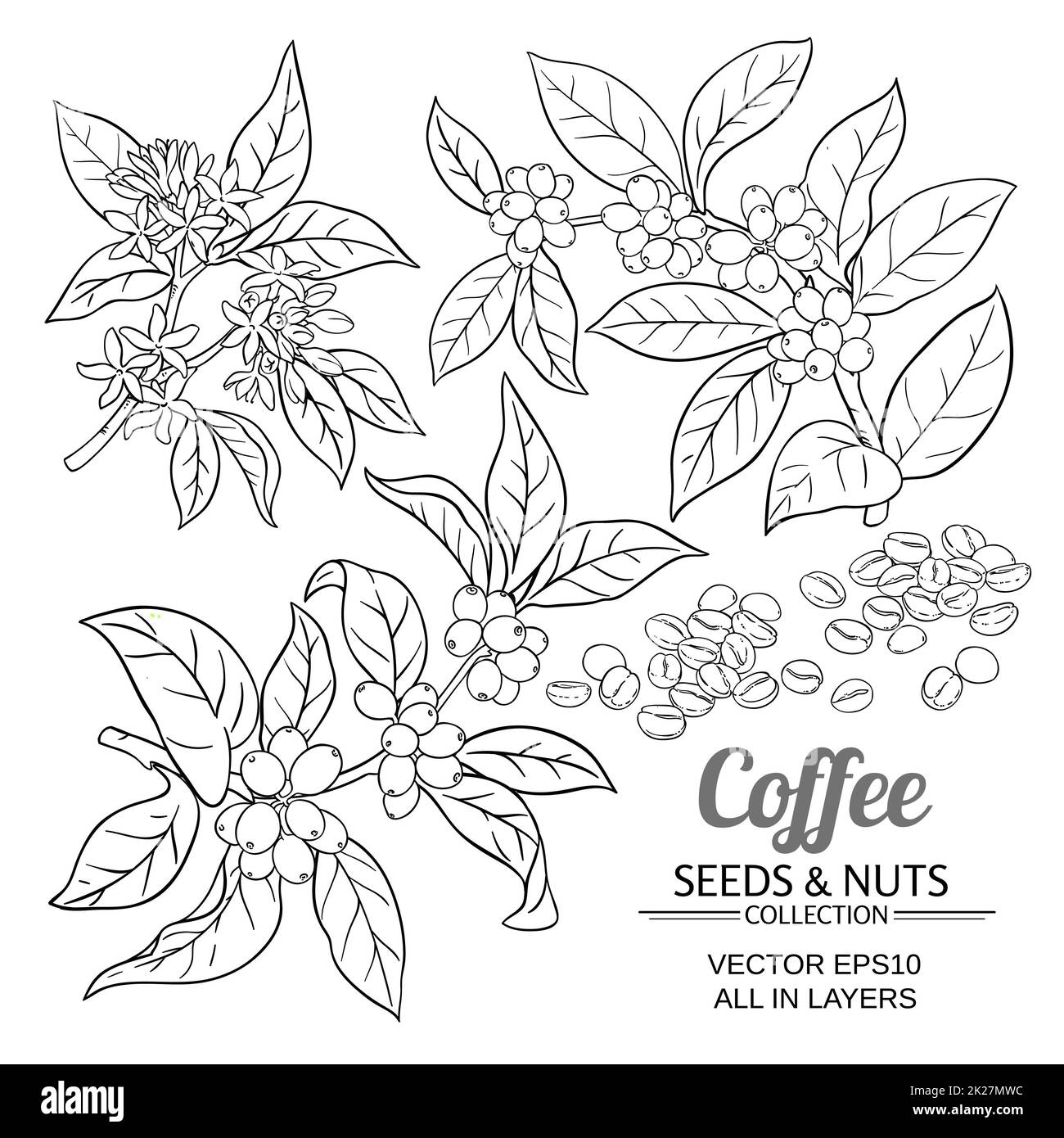 Coffee tree vector hi-res stock photography and images - Alamy
