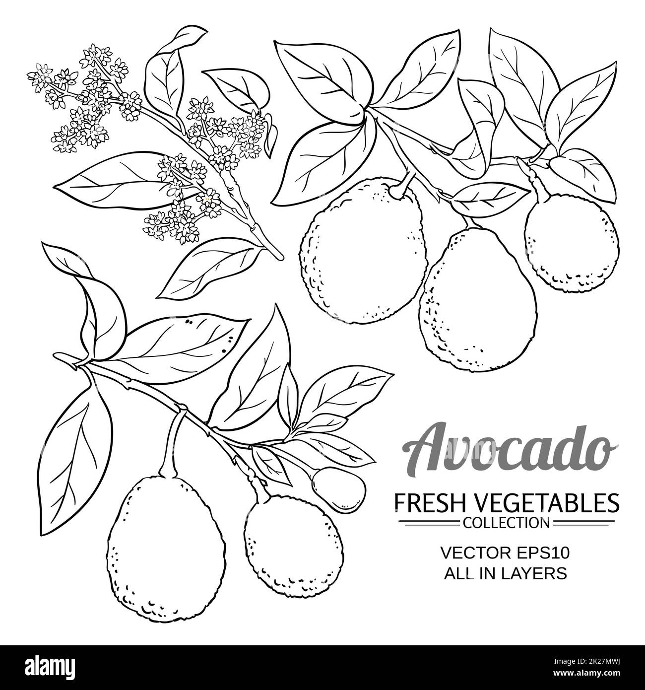 avocado vector branches Stock Photo - Alamy