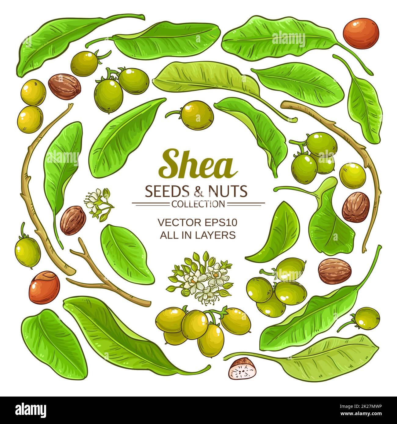 Vector body hi-res stock photography and images - Alamy