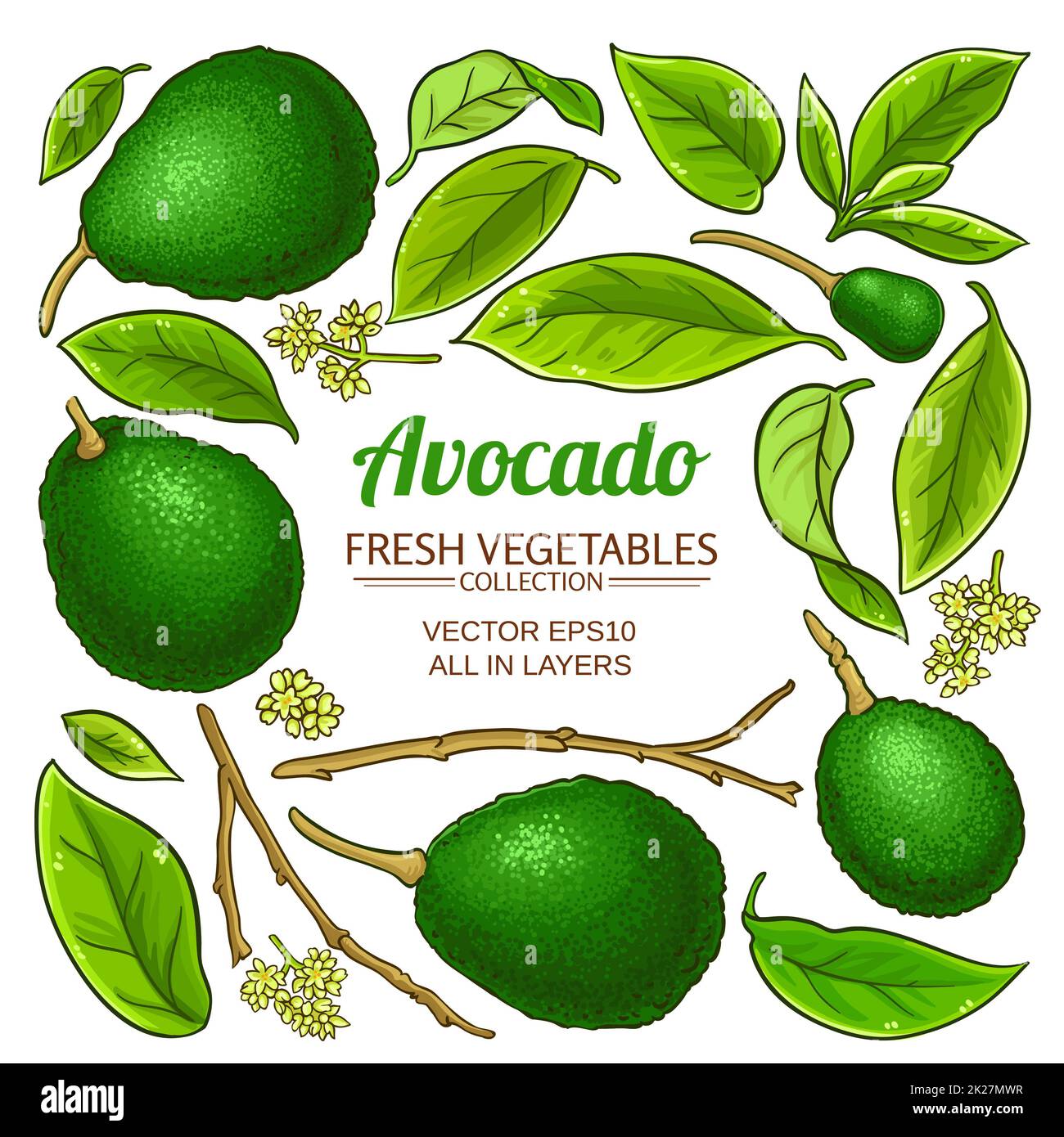 avocado vector set Stock Photo - Alamy