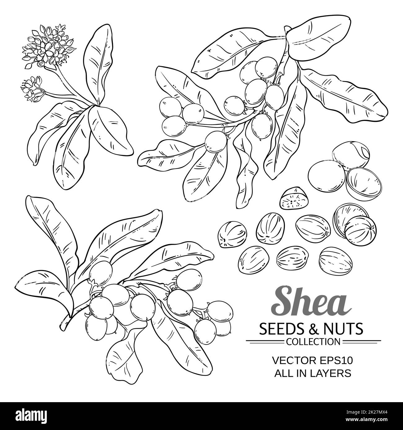 shea vector set Stock Photo - Alamy