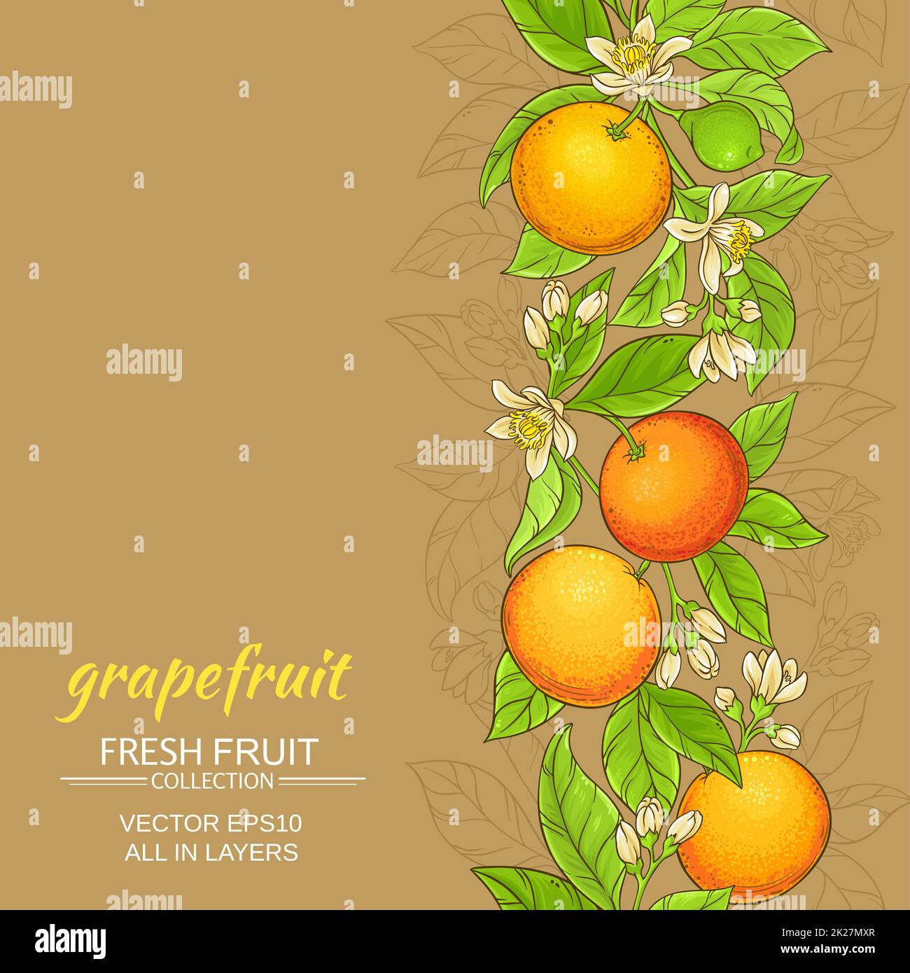 grapefruit vector pattern Stock Photo - Alamy