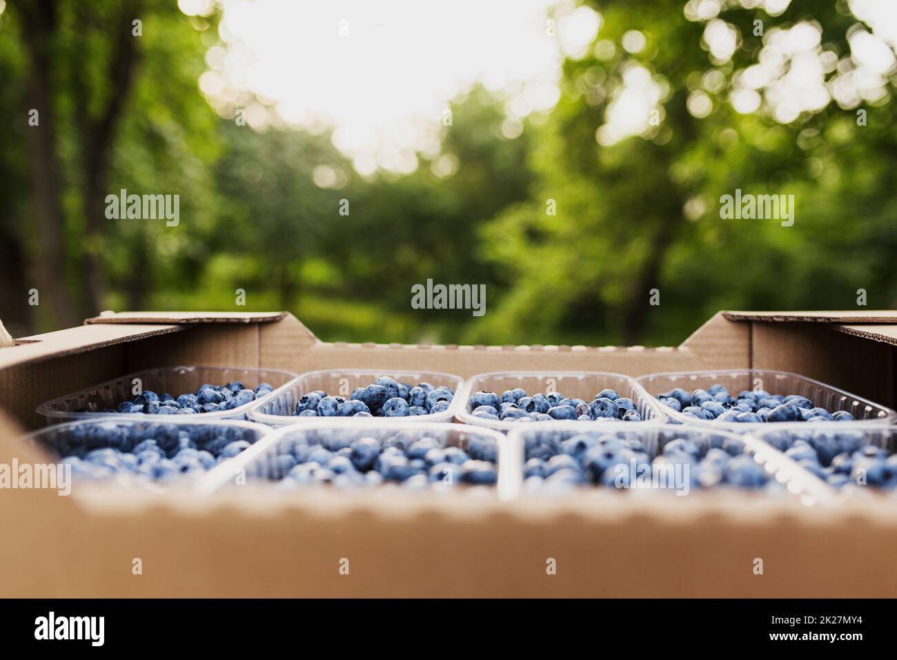 Box or crate with collected fresh blueberries. Berries agriculture ...