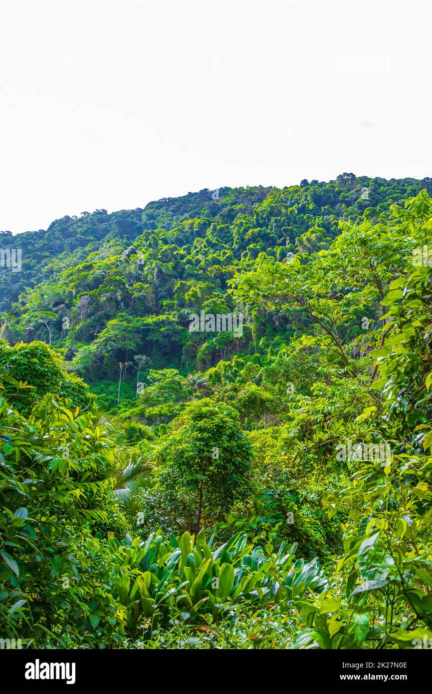 Palm trees in natural tropical jungle forest Ilha Grande Brazil Stock ...