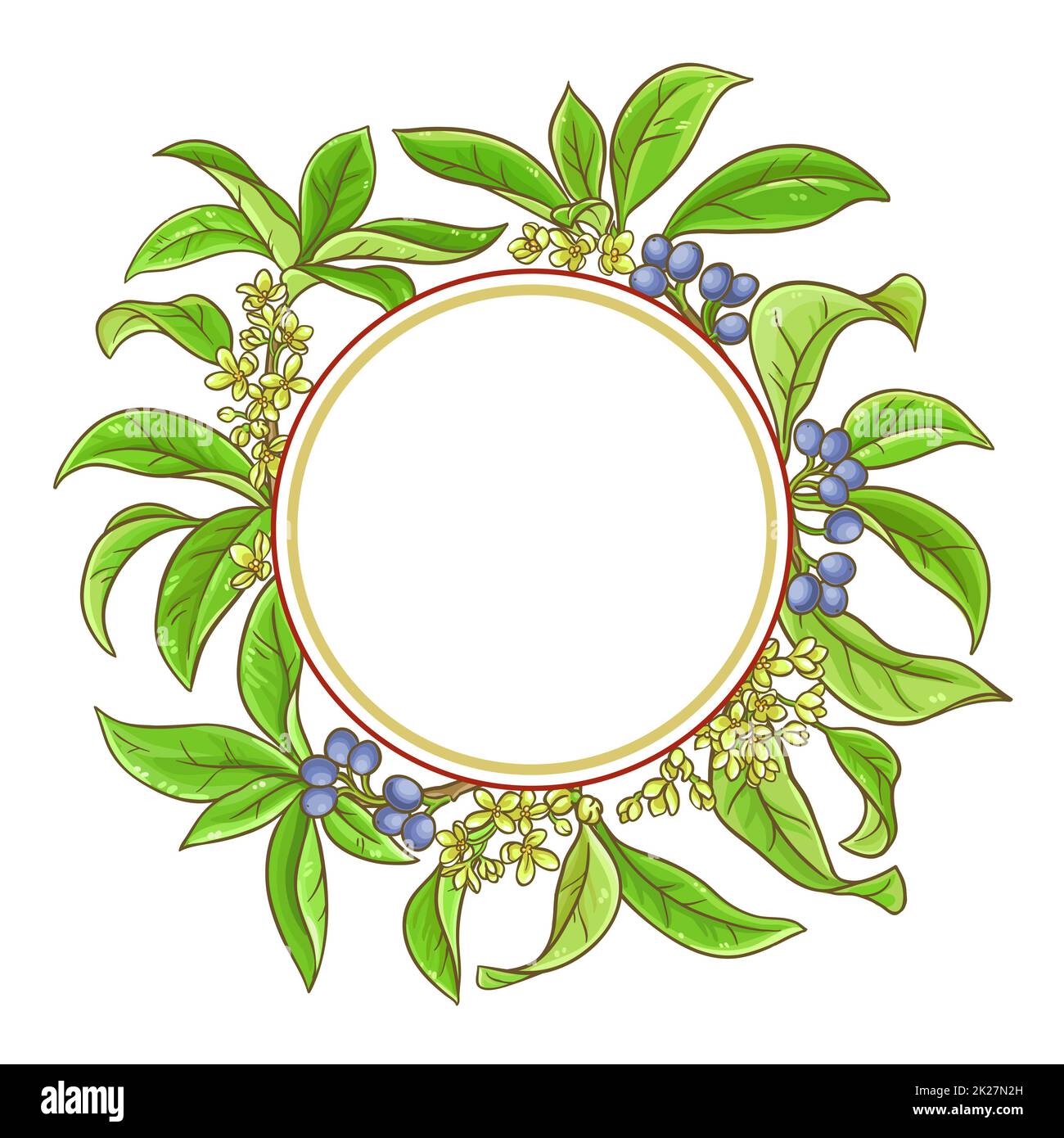 osmanthus vector frame Stock Photo - Alamy
