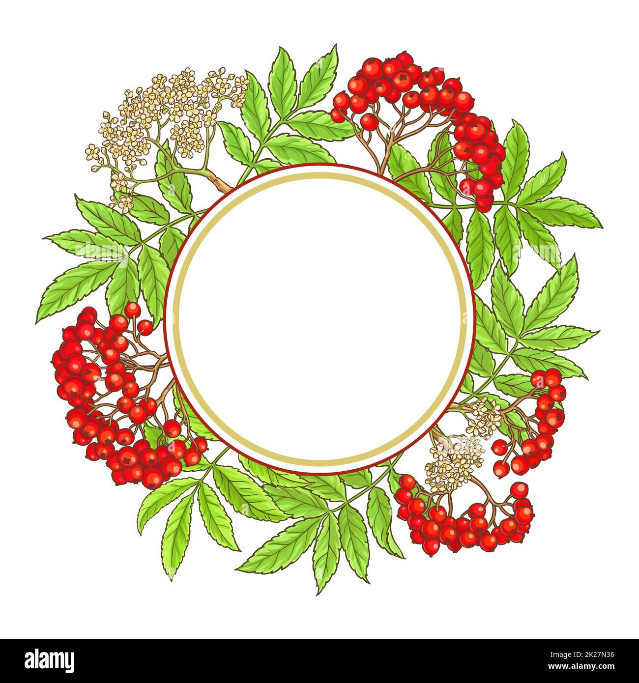 rowan branch vector frame Stock Photo - Alamy