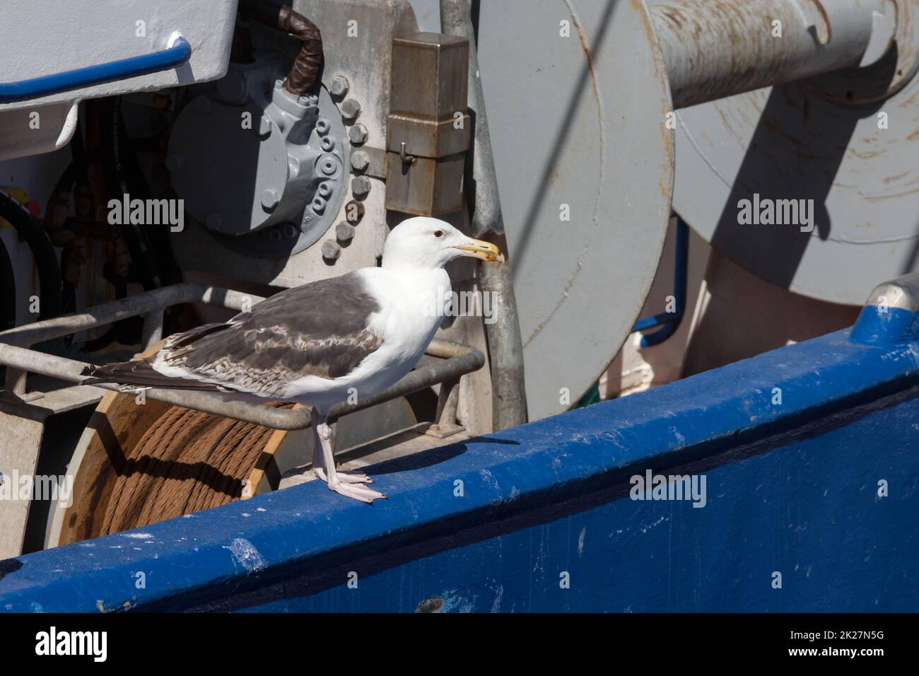 Seagull on a fishing boat Stock Photo - Alamy