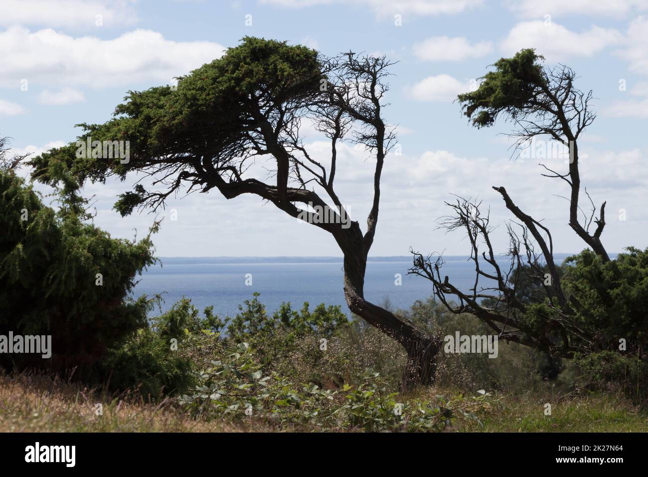 Tree formed by wind on the coast Stock Photo - Alamy